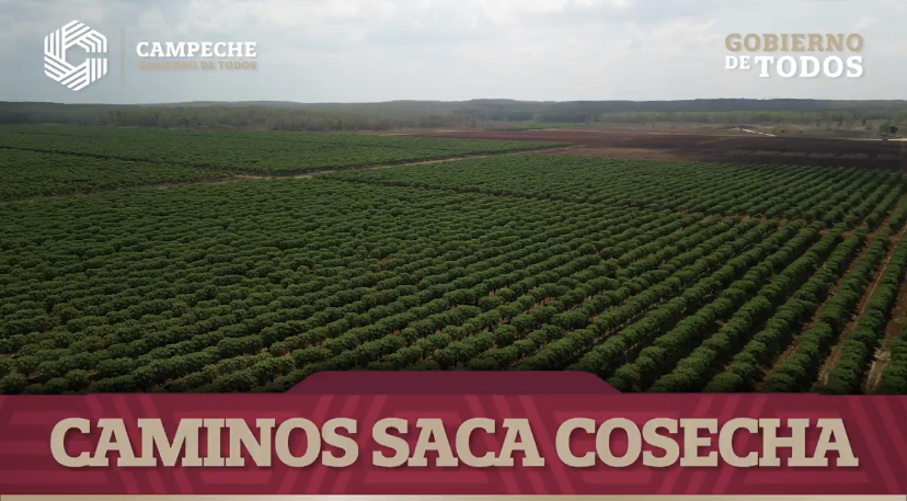 Caminos Saca Cosechas Layda Sansores San Román